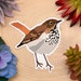 Hermit Thrush Sticker, Hermit Thrush Decal, Hermit Thrush Gift, Hermit ...