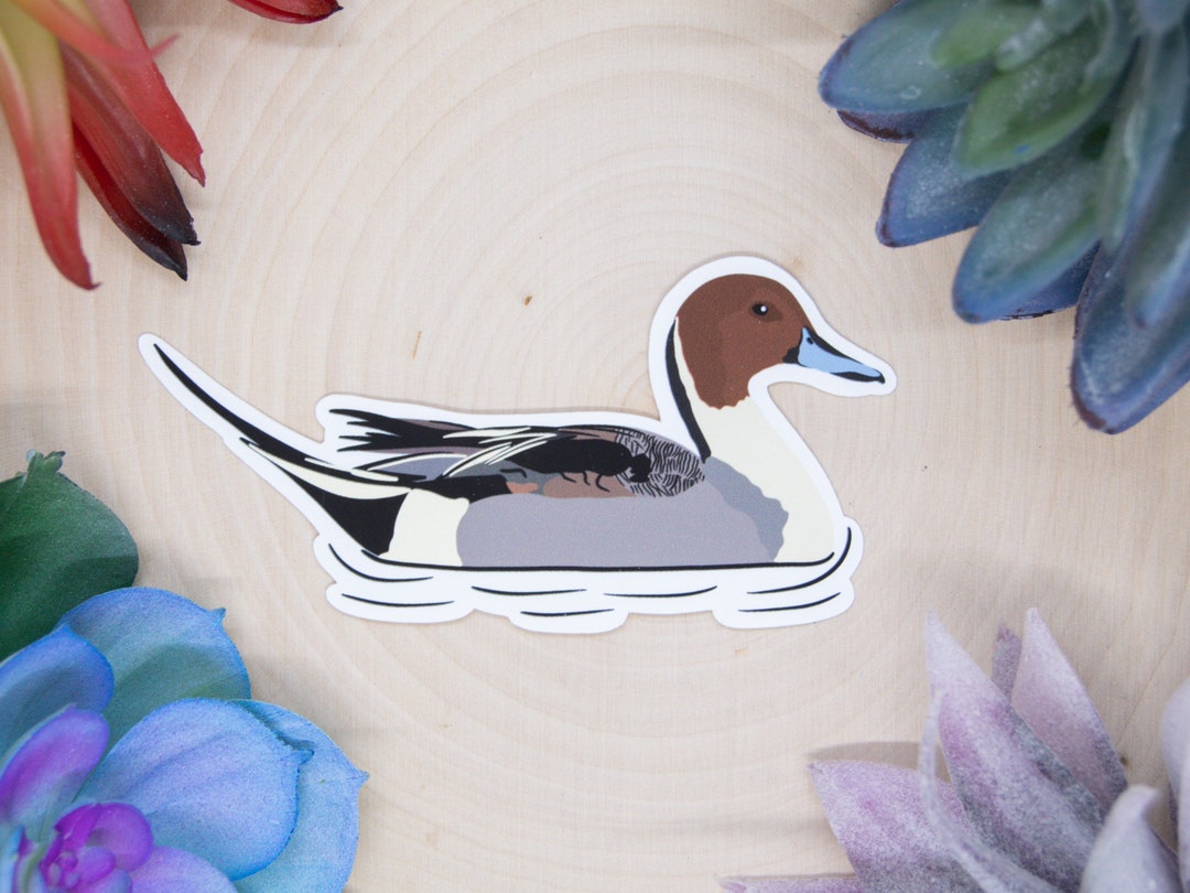 Pintail Duck Sticker, Bird Sticker, Birdwatching Sticker, Birding ...