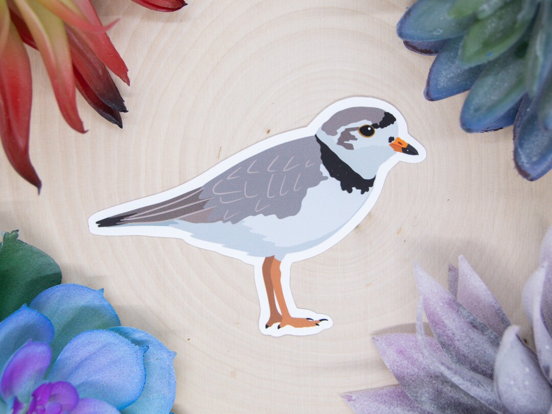 Piping Plover Sticker Bird Sticker Birdwatching Sticker - Etsy