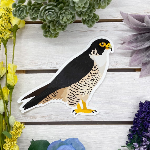 Peregrine Falcon Sticker Bird Sticker Birdwatching Sticker - Etsy
