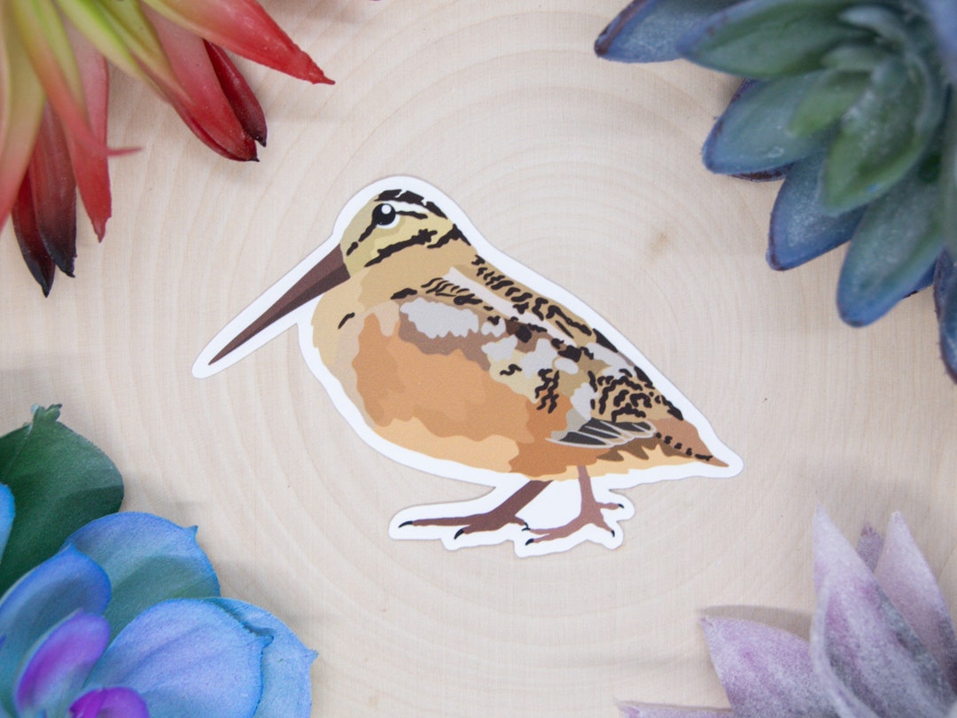 American Woodcock Sticker, Bird Sticker, Birdwatching Sticker, Birding ...