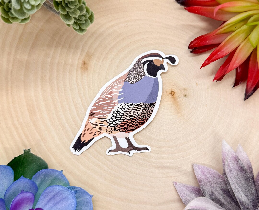 California Quail Sticker, Bird Sticker, Birdwatching Sticker, Birding ...