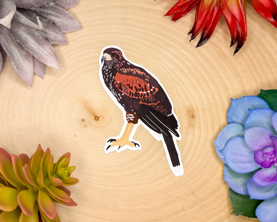 Harris’s Hawk Sticker, Harris’s Hawk Decal, Harris’s Hawk Gift, Hawk ...