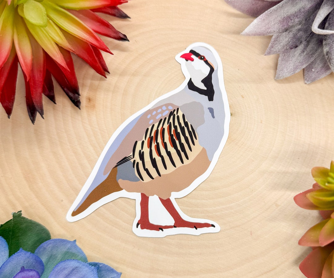 Chukar Sticker, Chukar Decal, Chukar Bird Gift, Chukar Bird Decor ...