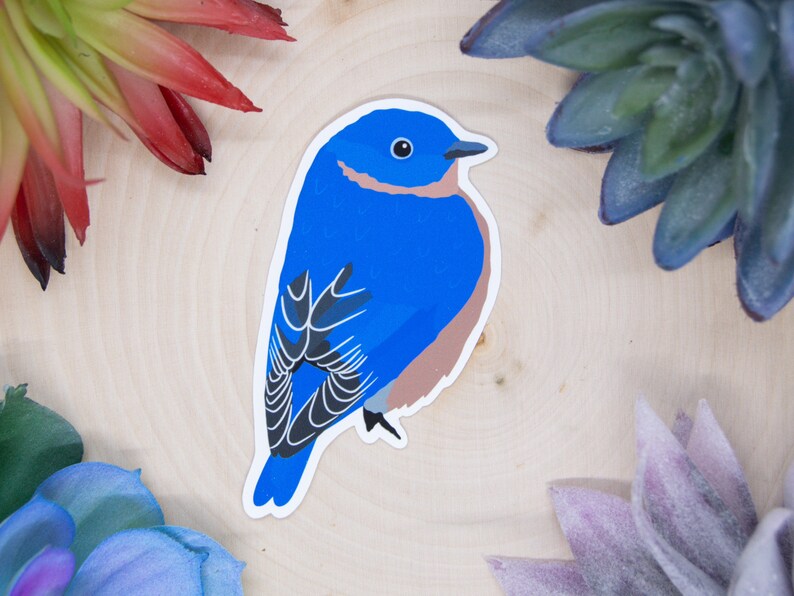 Eastern Bluebird Sticker Bird Sticker Birdwatching Sticker - Etsy