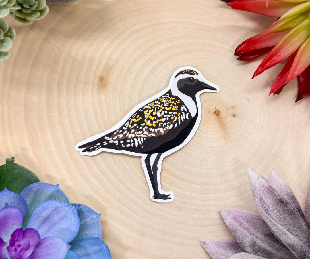 American Golden Plover Sticker, Bird Sticker, Birdwatching Sticker ...