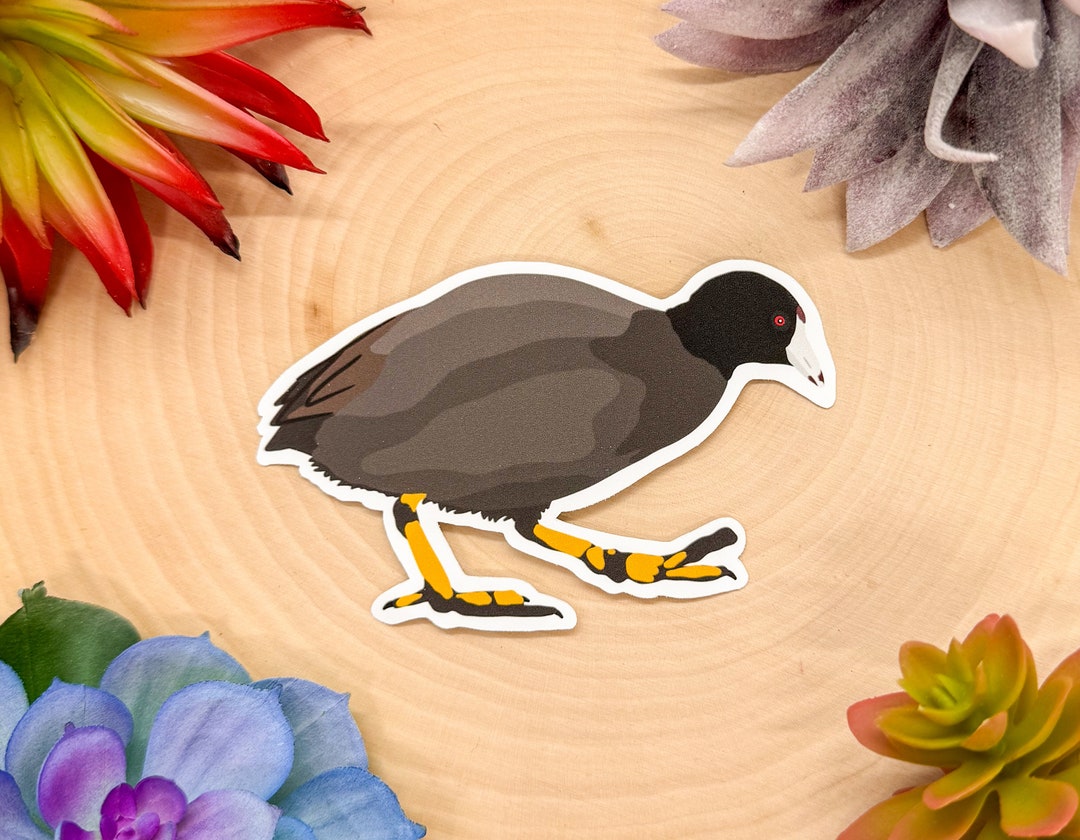 American Coot Sticker, Coot Decal, Coot Gift, American Coot Decor, Coot ...