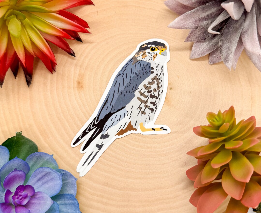 Merlin Bird Sticker, Merlin Bird Decal, Merlin Bird Gift, Nerkin Bird ...