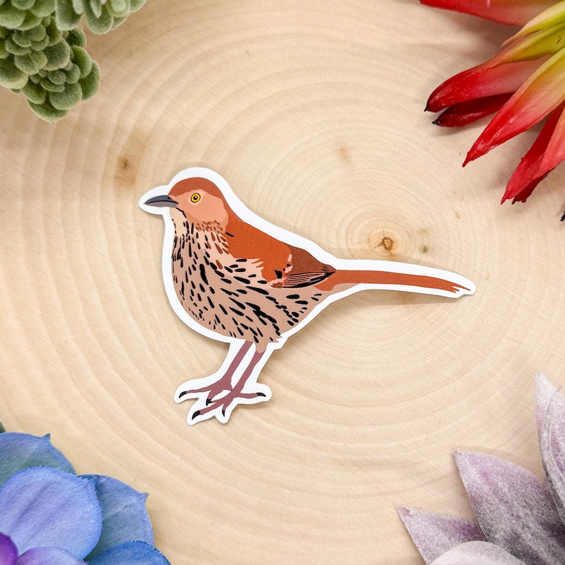 Brown Thrasher Bird Art - Etsy