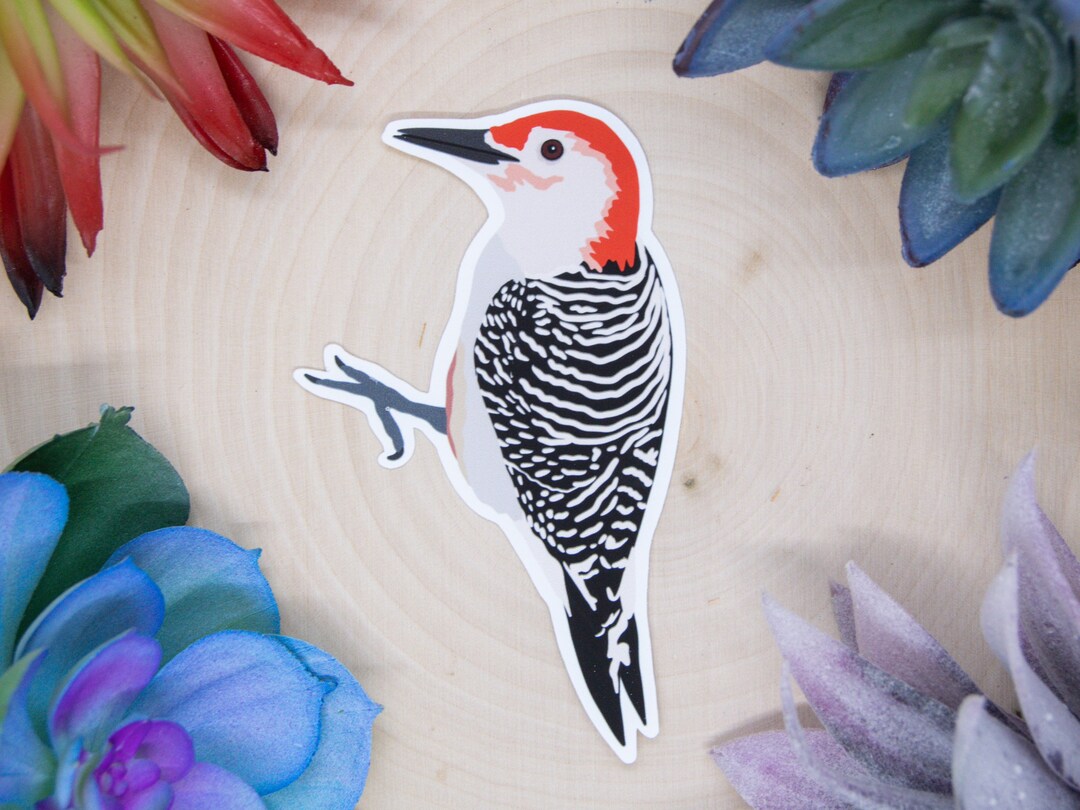 Red Bellied Woodpecker Sticker, Bird Sticker, Birdwatching Sticker ...