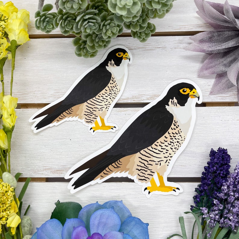 Peregrine Falcon Sticker Bird Sticker Birdwatching Sticker - Etsy