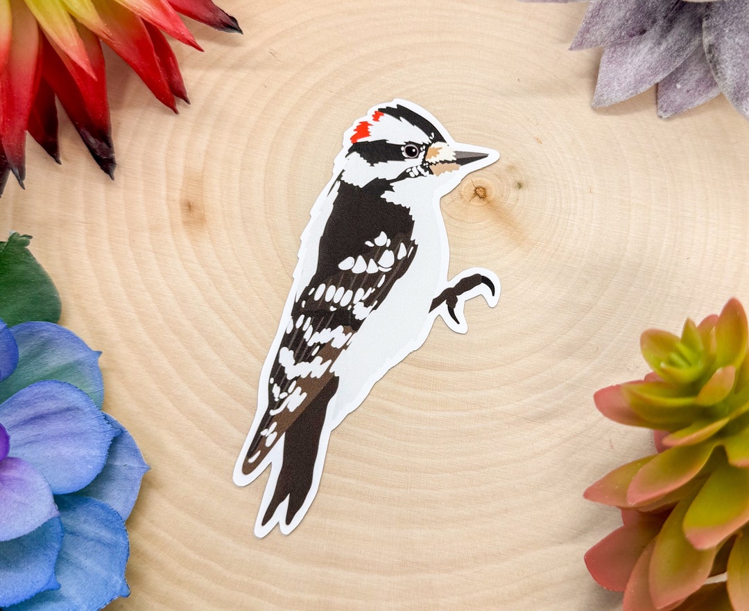 Downy Woodpecker Sticker, Bird Sticker, Birdwatching Sticker, Birding ...