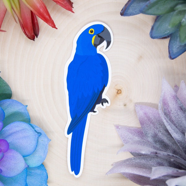Macaw Decal - Etsy