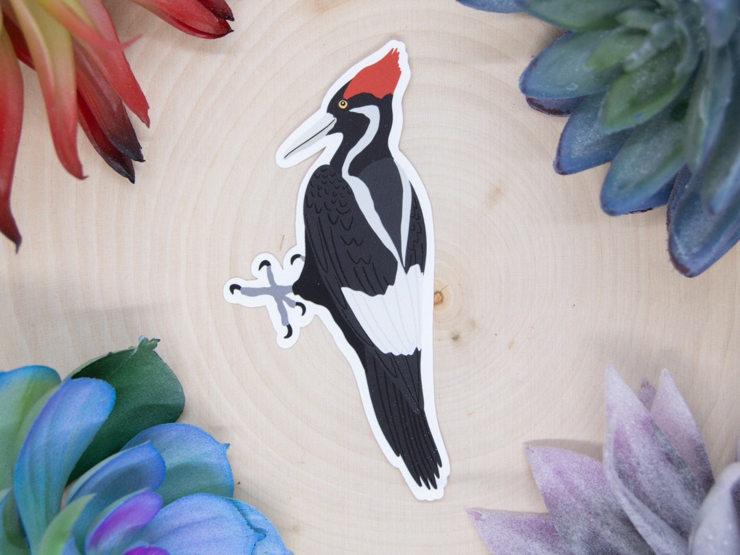 Ivory Billed Woodpecker Sticker, Ivory Billed Woodpecker Decal, Ivory ...