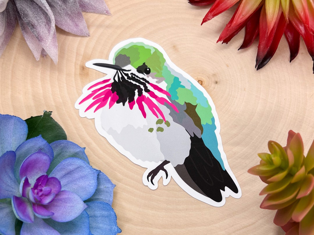 Calliope Hummingbird Sticker, Calliope Hummingbird Decal, Calliope ...