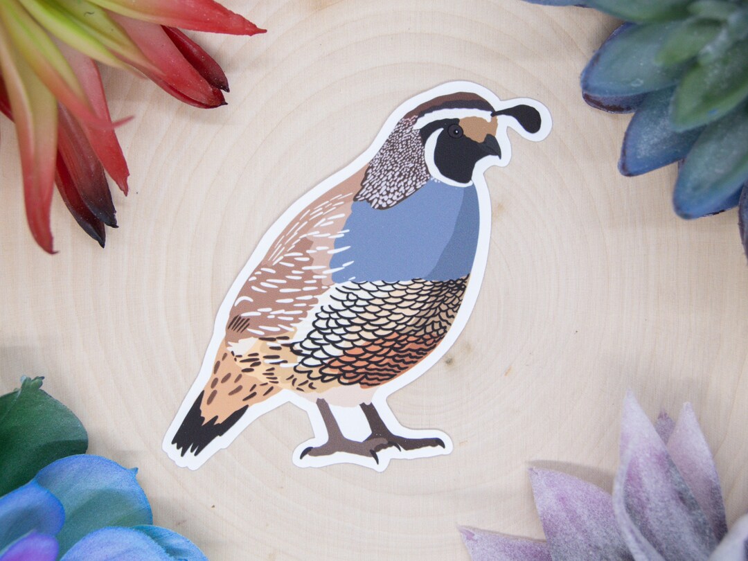 California Quail Sticker, Bird Sticker, Birdwatching Sticker, Birding ...
