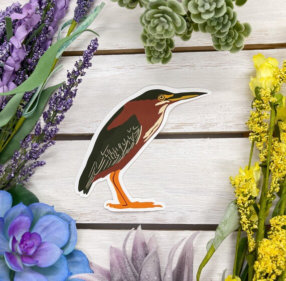 Green Heron Sticker Bird Sticker Birdwatching Sticker - Etsy