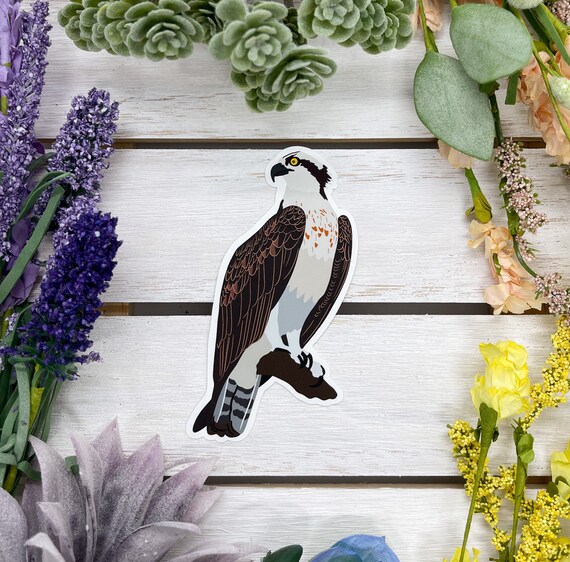 Osprey Sticker Bird Sticker Birdwatching Sticker Birding - Etsy