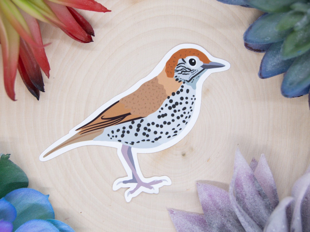 Wood Thrush Sticker, Wood Thrush Decal, Thrush Bird, Wood Thrush Gift ...