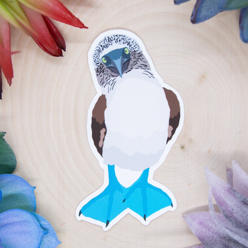 Blue Footed Booby - Etsy