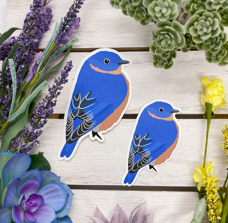 Eastern Bluebird Sticker Bird Sticker Birdwatching Sticker | Etsy