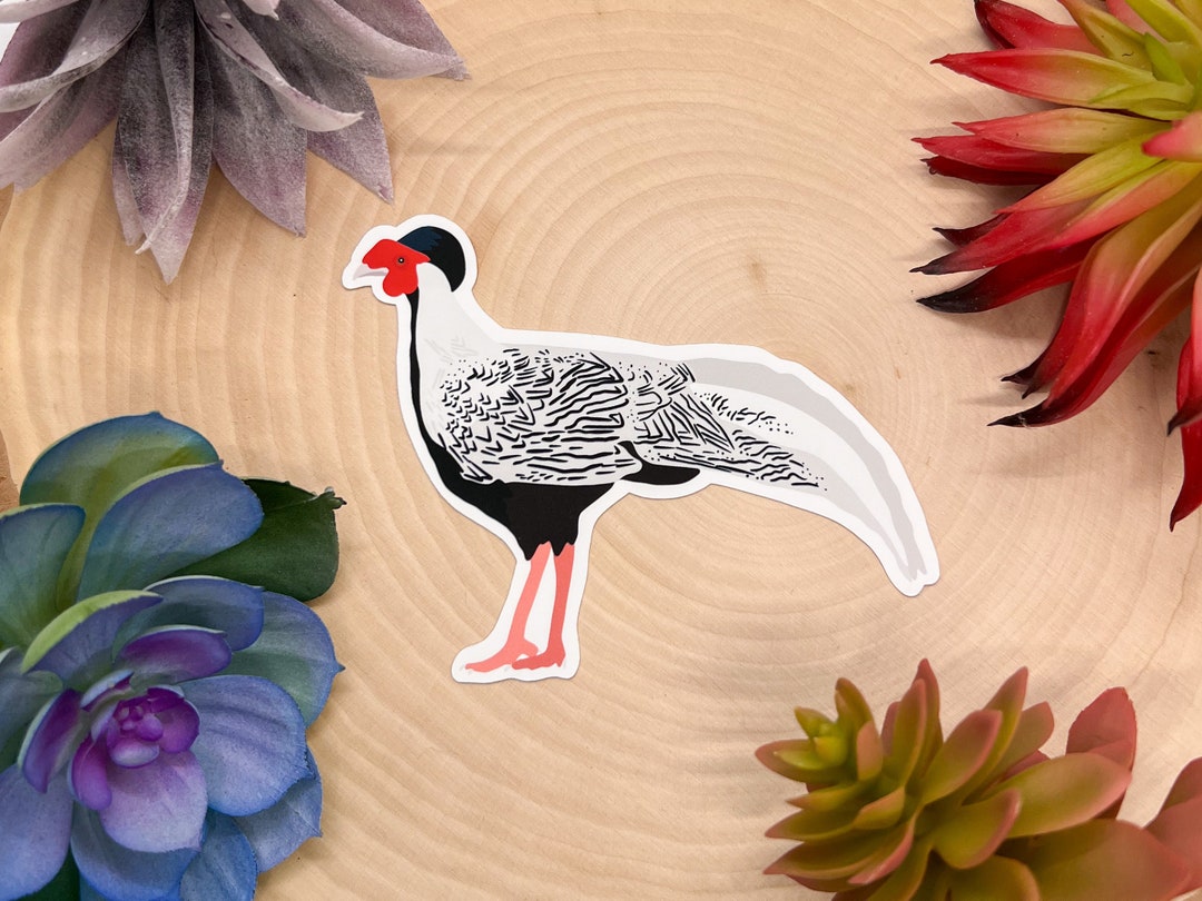 Silver Pheasant Sticker, Bird Sticker, Birdwatching Sticker, Birding ...