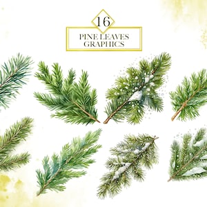 Watercolor Evergreen Leaves Clipart Bundle, Pine Tree PNG, Winter PNG ...