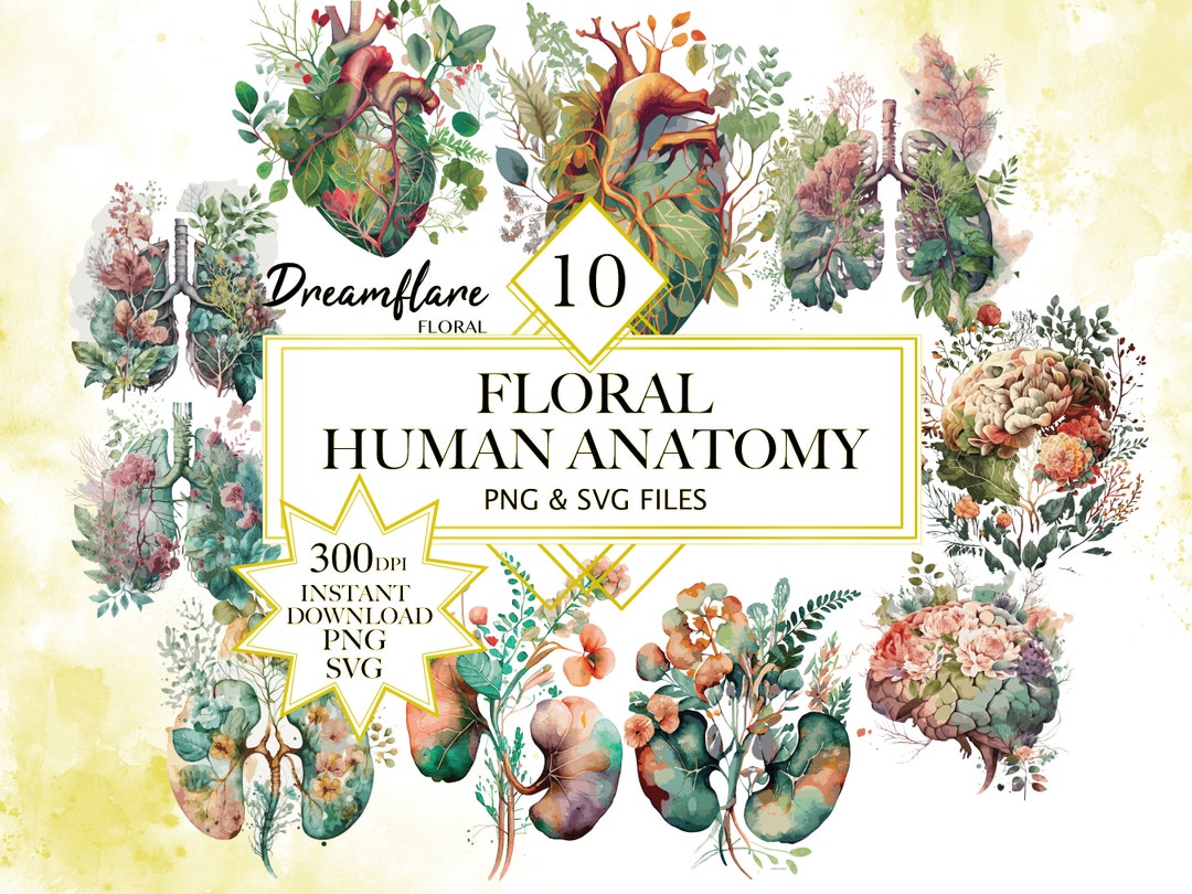 Floral Human Organs, Heart, Brain, Kidney, Lungs PNG and SVG, Medical ...