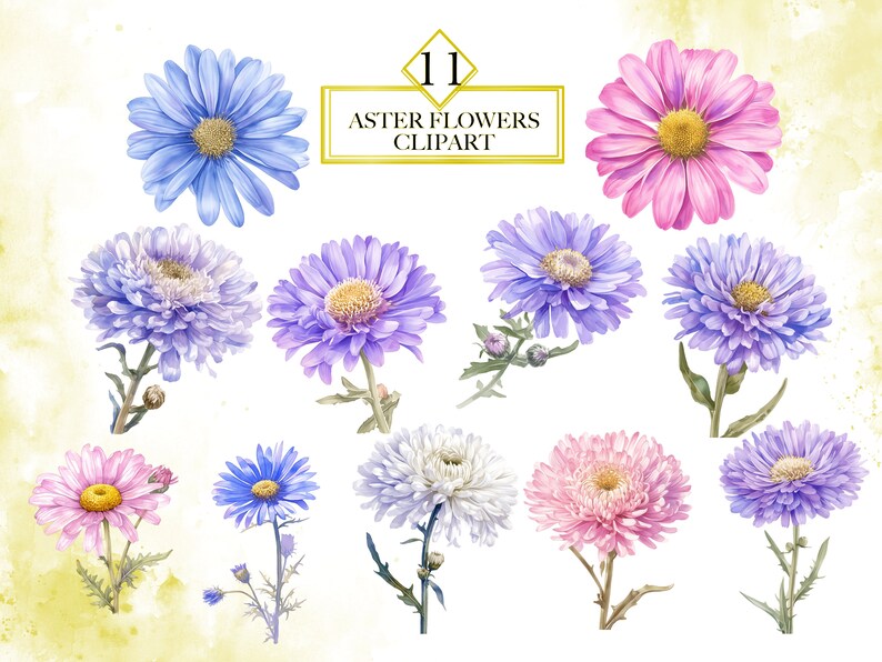 Watercolor Aster Flowers Clipart Bundle, Fall Flowers PNG, Wildflowers ...