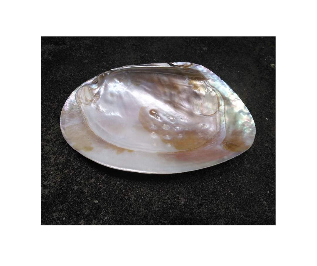 Monster Real Natural Pearl Oyster, Bulk Wholesale Monster, Genuine ...