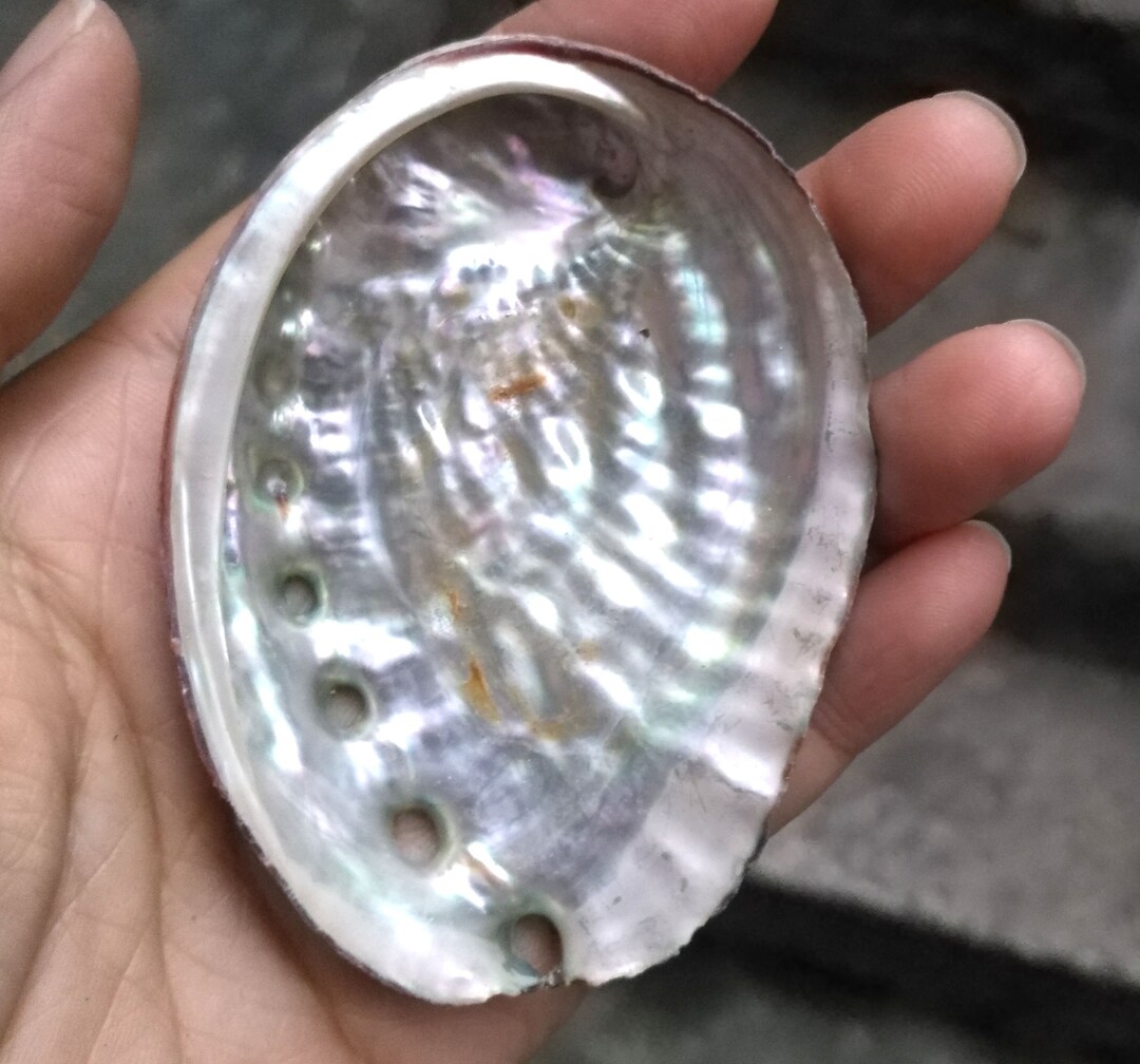 Sea Shell Abalone Shell Raw Abalone Shell PB1936 - Etsy
