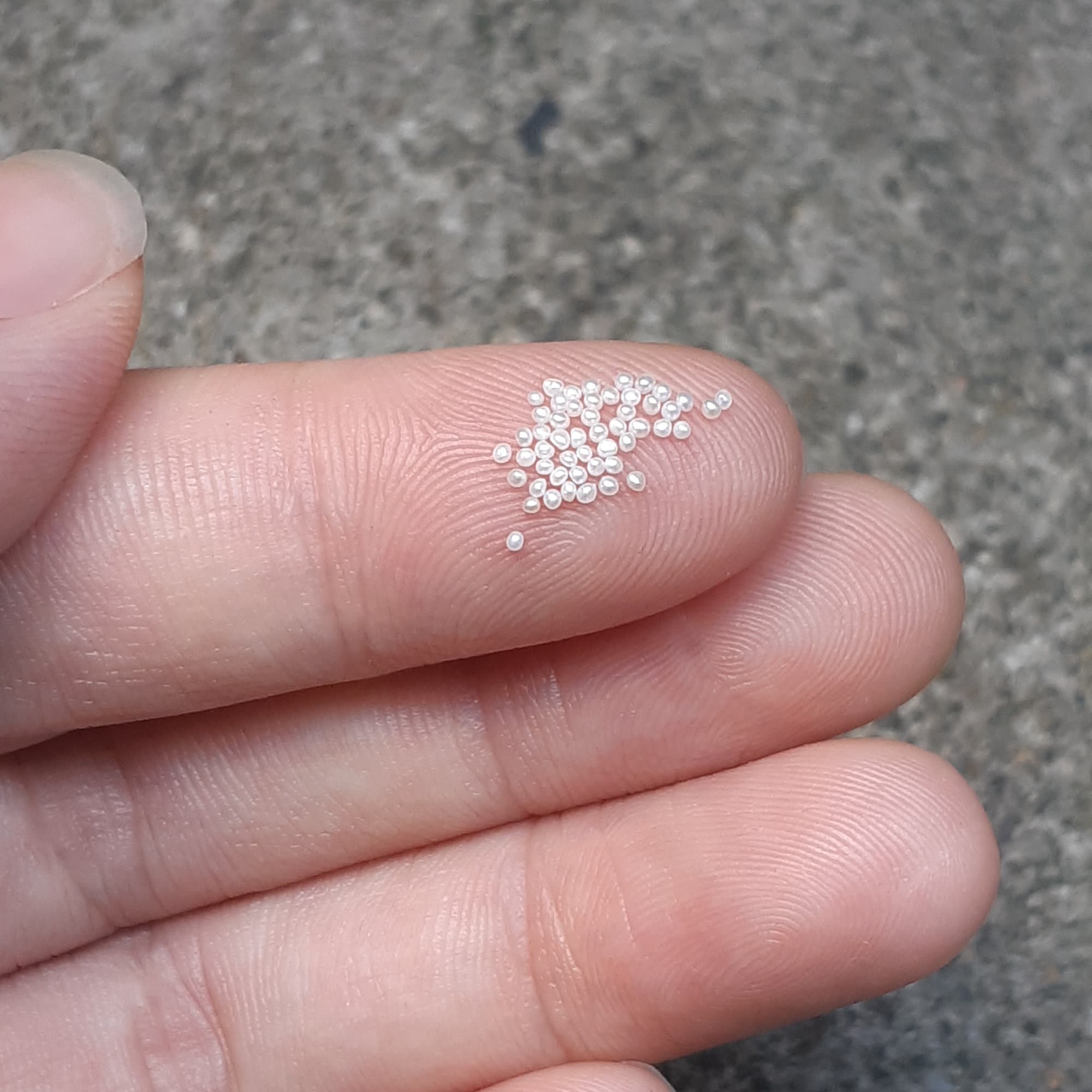 0.7-0.8mm Pearls, Small Pearl Beads, Undrilled, Natural Pearls, White ...