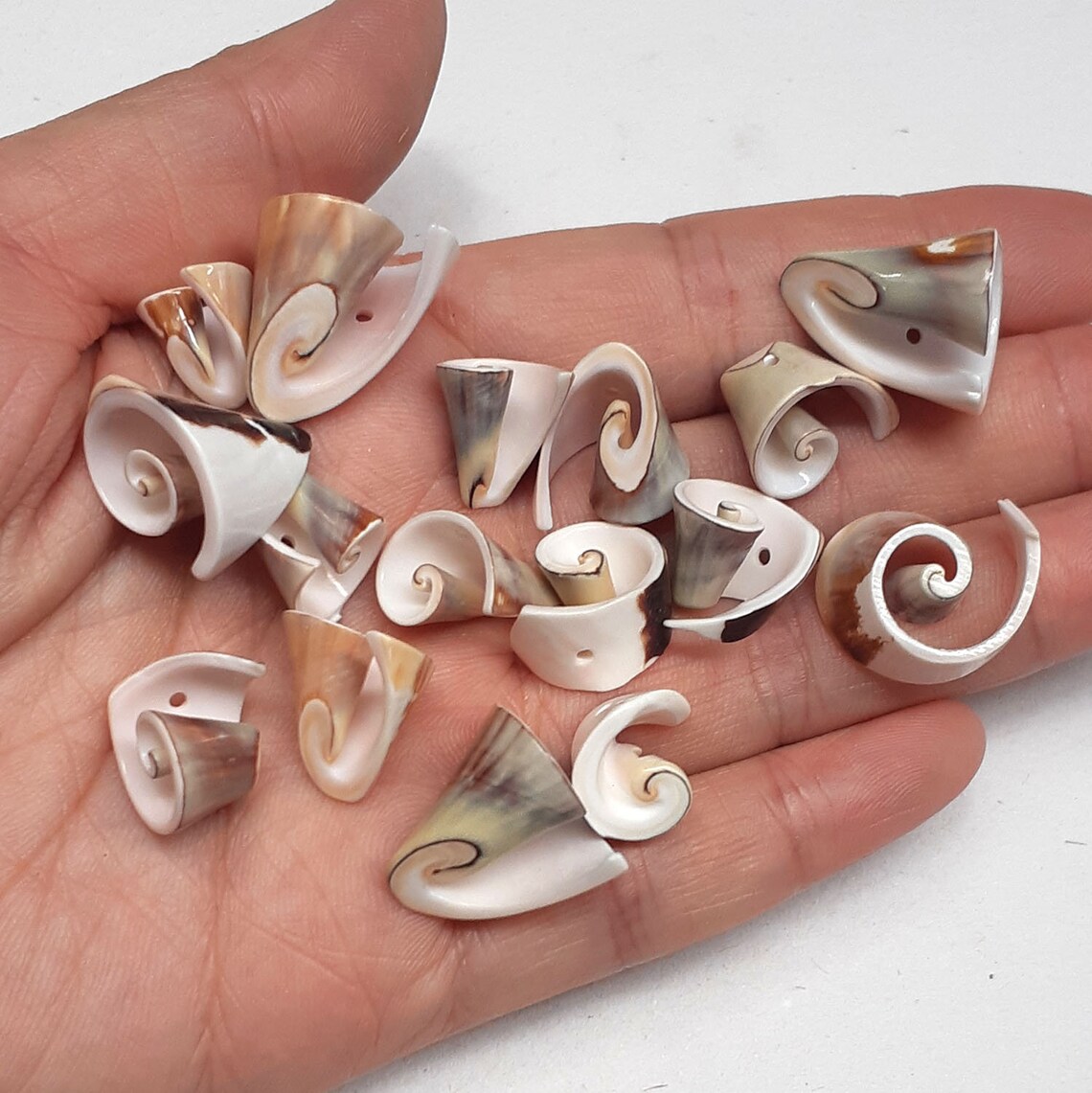 15-30mm Natural Strombus Lily Cut Sea Shell Horn Seashells Beads Side ...