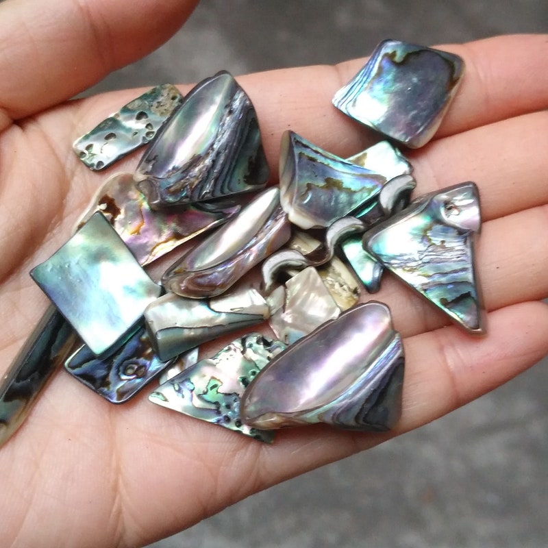 Blue Abalone Shell - Etsy