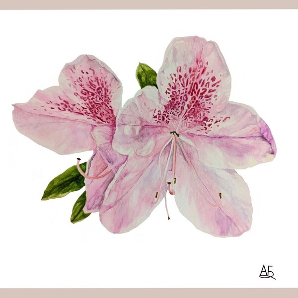 Azalea Print - Etsy