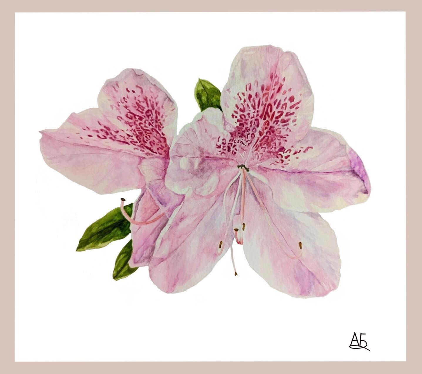 Azalea Flower Watercolor Print With Signature Made by Me. - Etsy