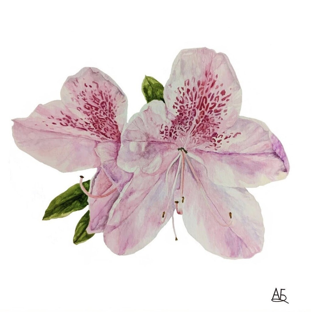 6x6 Watercolor Azalea Print With Signature. - Etsy