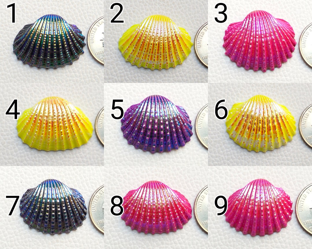 Rainbow Titanium Sea Shell for Decoration, DIY Crafts | Natural Sea ...