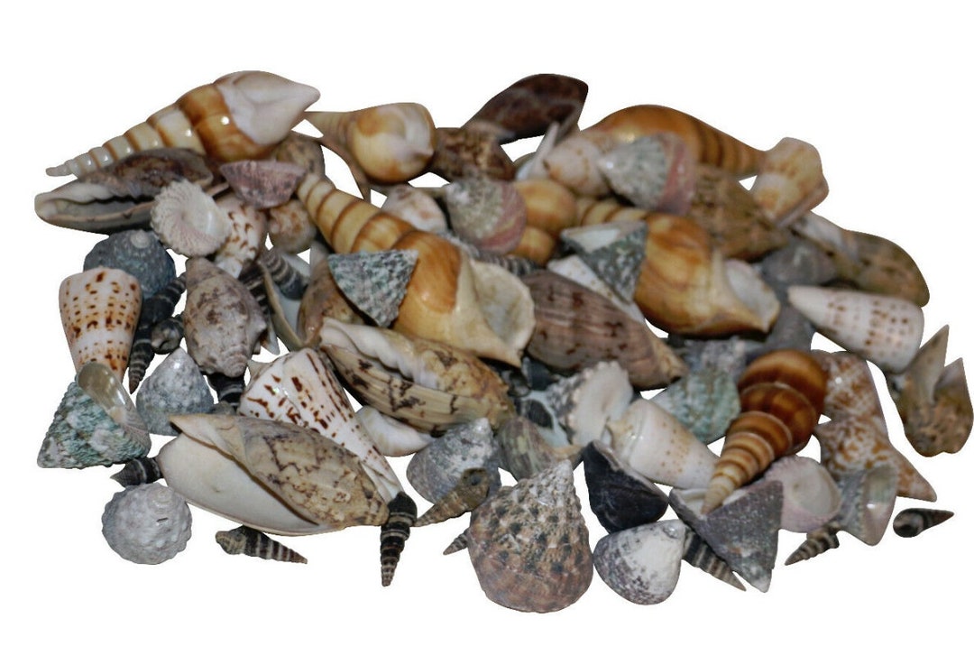 50 Pcs Shells MIX Decorative Shells Craft Shells Shell Beach Decoration ...