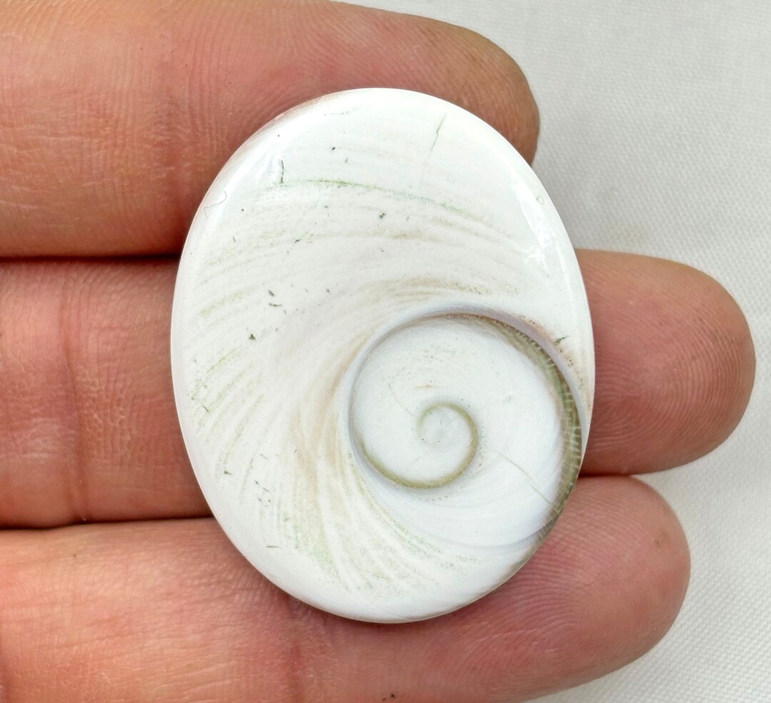 Shiva Eye Shell Natural Shiva Eye Shell Cabochons, Shiva Eye Cabochon ...