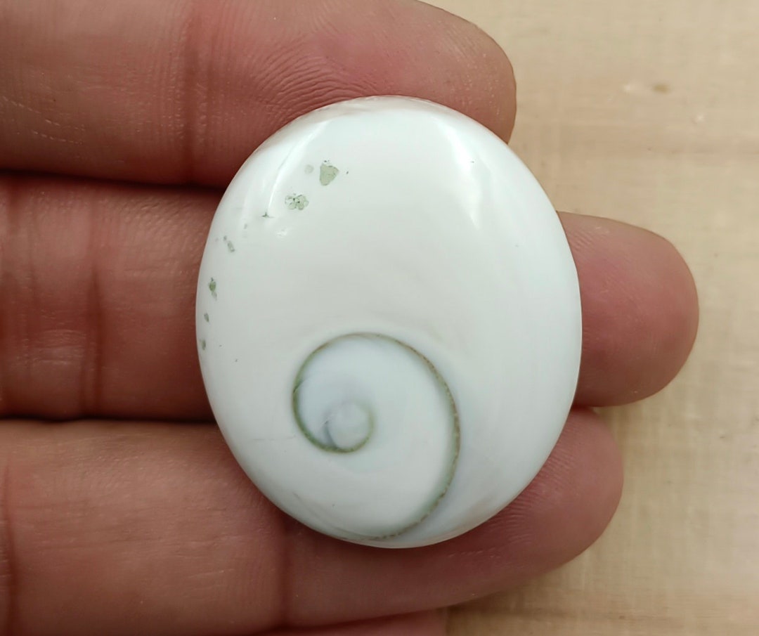 Shiva Eye Shiva Eye Shell Shiva Eye Cabochon Shiva Eye - Etsy