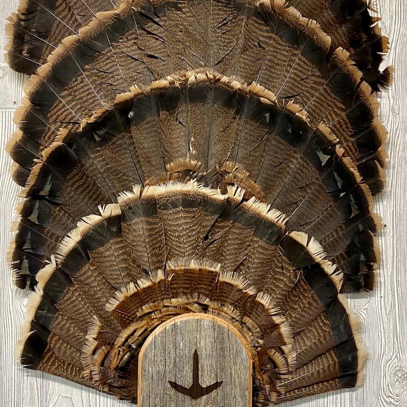 Turkey Fan Mount - Etsy