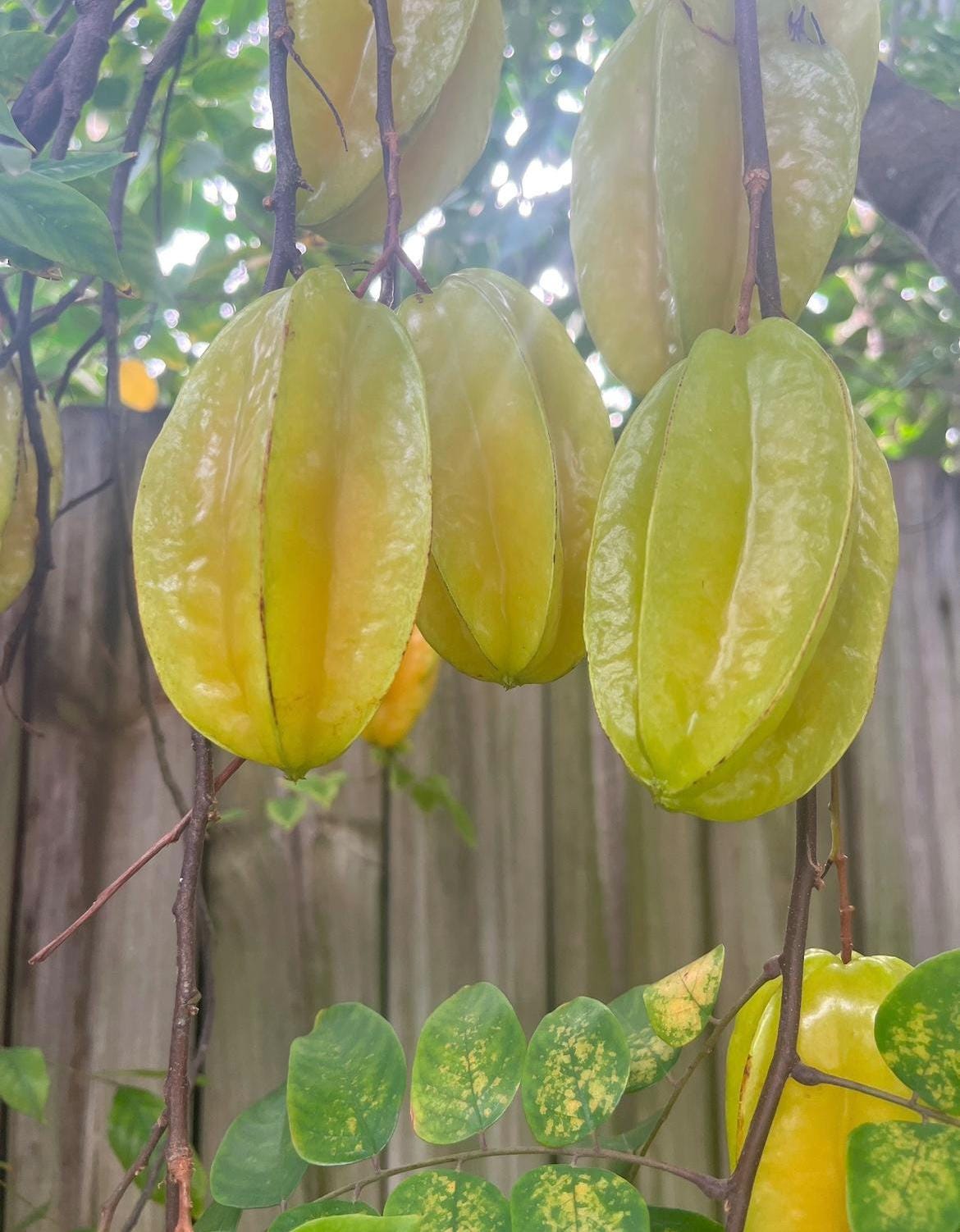 Star Fruit Seeds Freshly Picked Carambola Tree Seeds. 10 Seeds + - Etsy