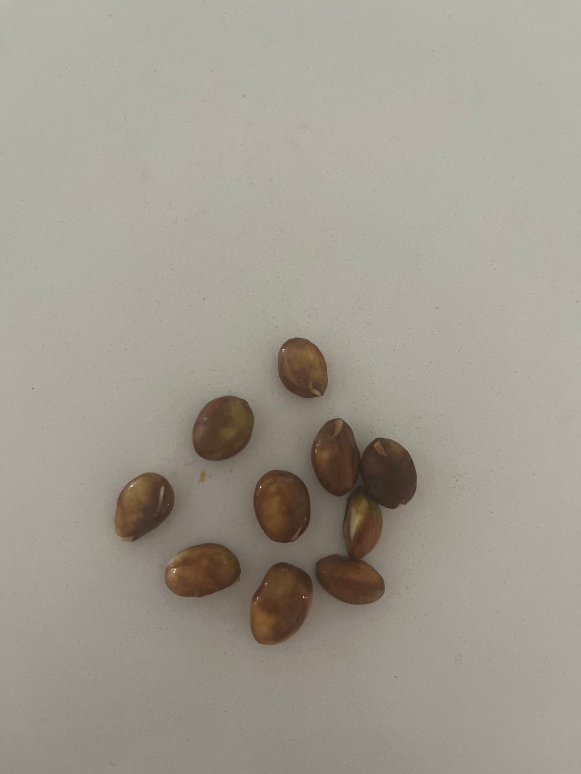 Loquat Tree Seeds- Japanese Plum Tree Seeds - Etsy