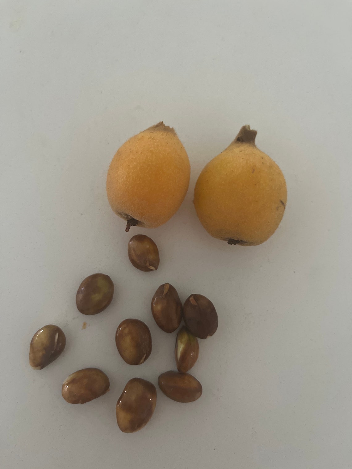 Loquat Tree Seeds- Japanese Plum Tree Seeds - Etsy