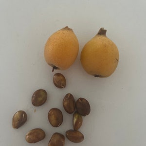 Loquat Tree Seeds- Japanese Plum Tree Seeds - Etsy