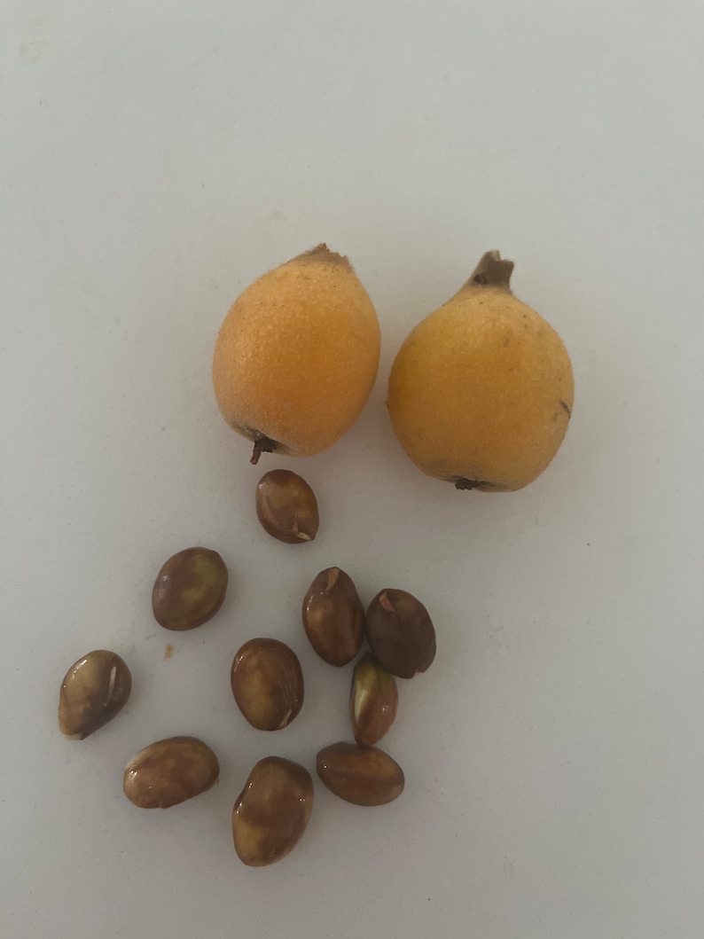 Loquat Tree Seeds- Japanese Plum Tree Seeds - Etsy