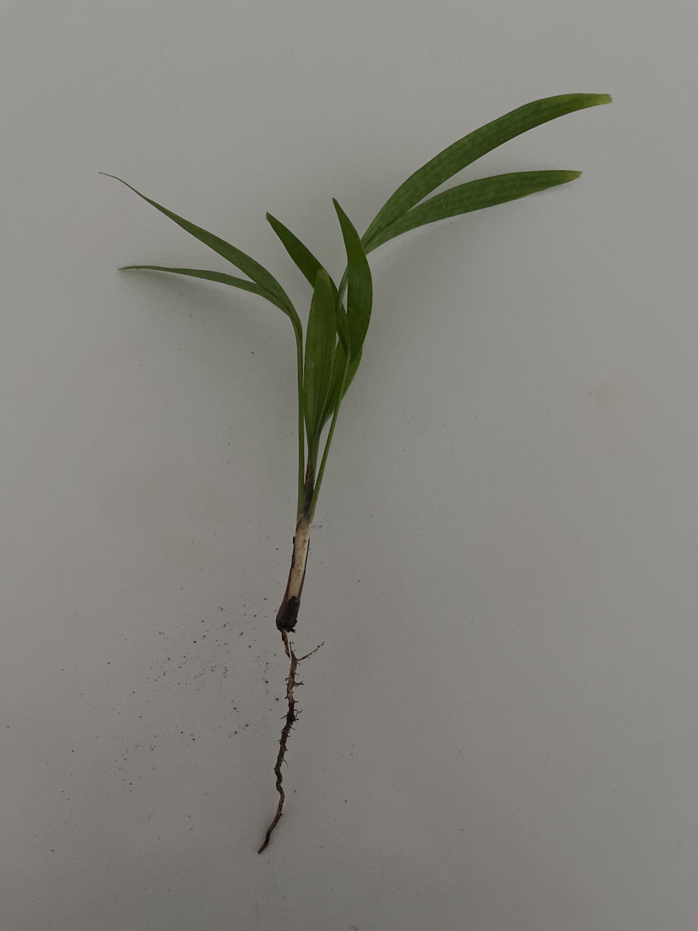 Christmas Palm Seedlings 2 Adonida Merrilli Seedlings - Etsy