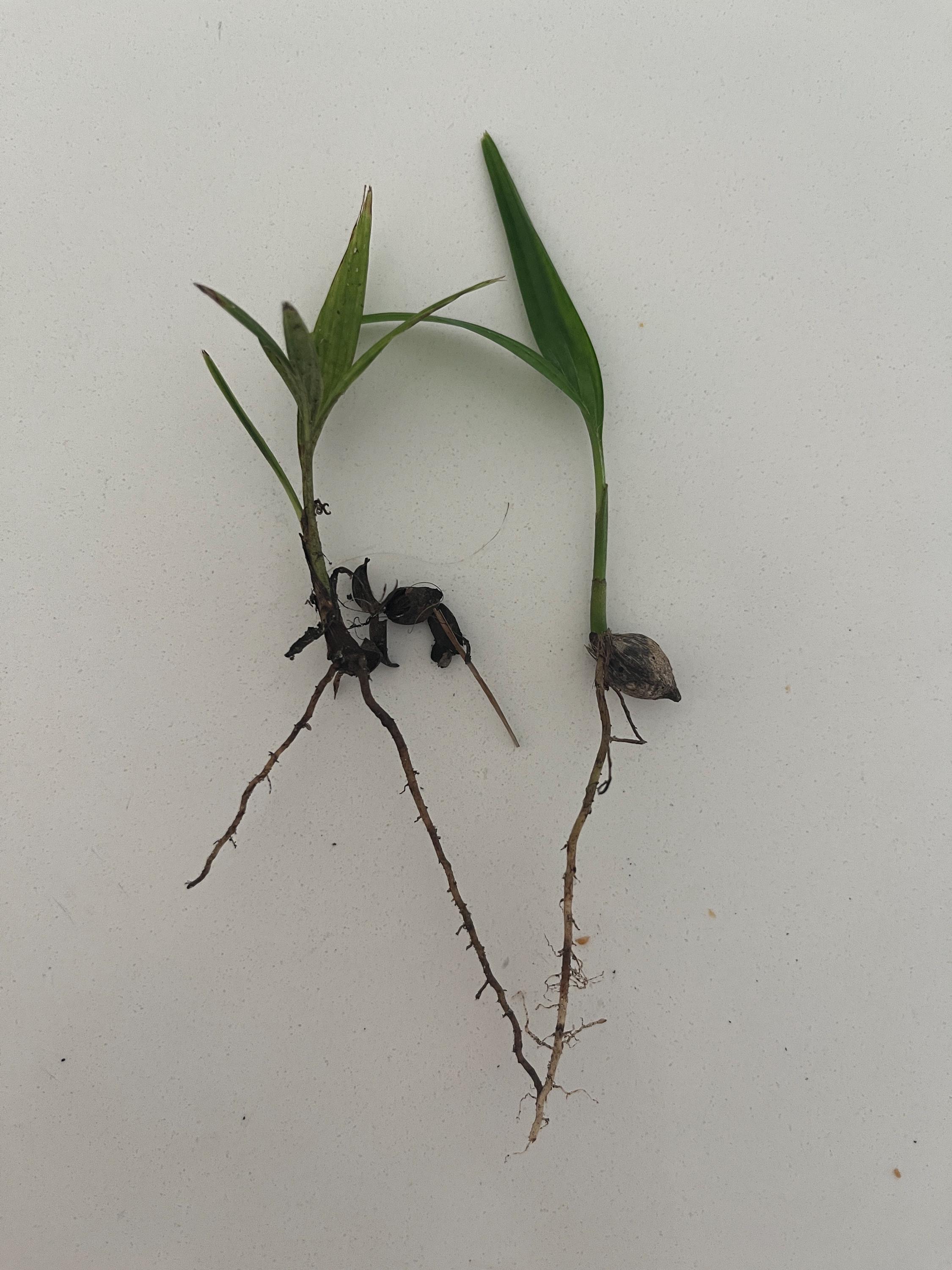 Christmas Palm Seedlings 2 Adonida Merrilli Seedlings - Etsy