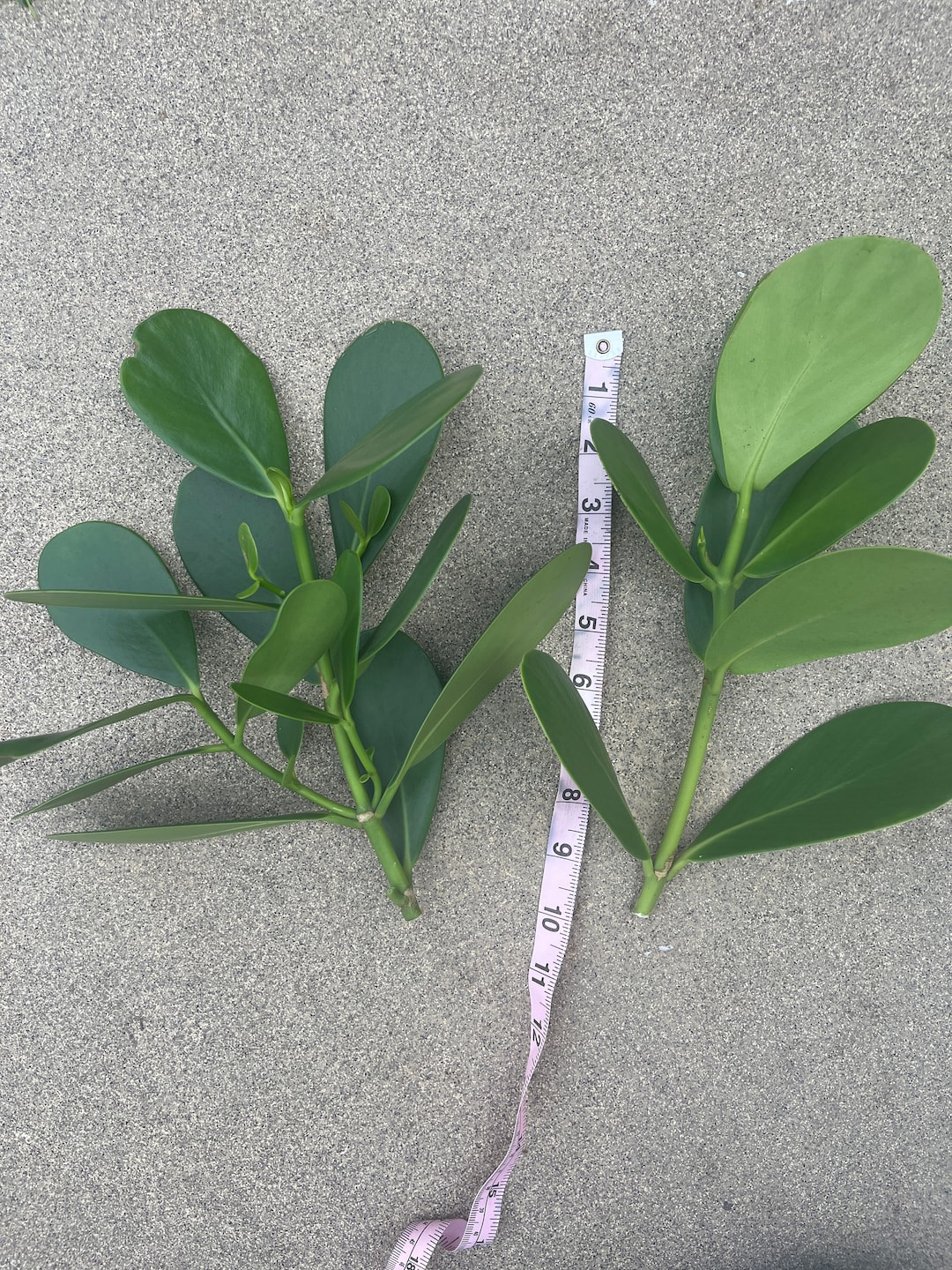 Clusia Hedge Cuttings 3 - Etsy